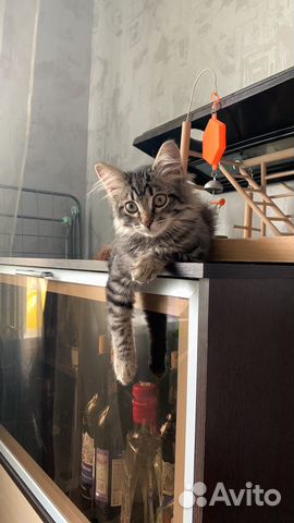 Котята в добрые руки мальчик