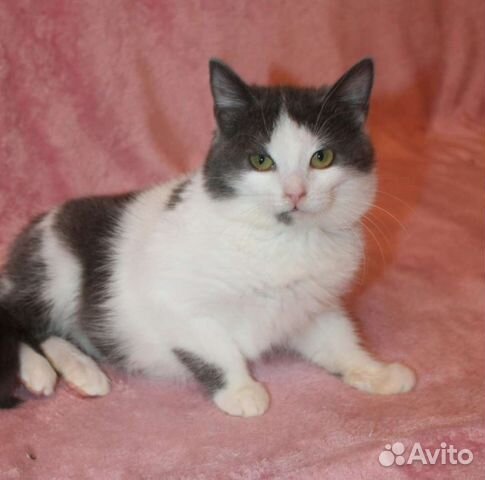 Стерилизованная кошечка