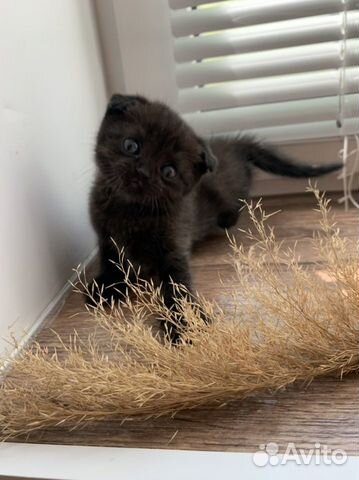 Шоколадная шотладская девочка