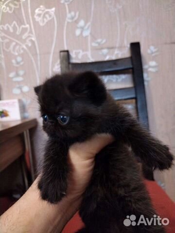 Экзот котик