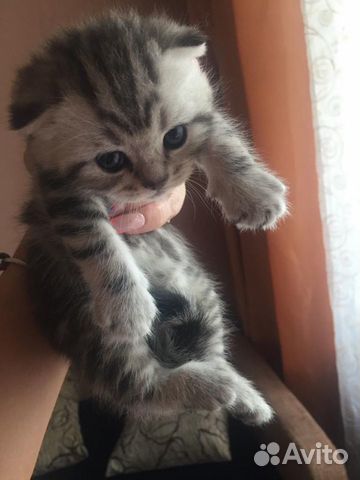 Шотландские вислоухие
