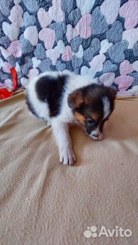 Щенки бесплатно