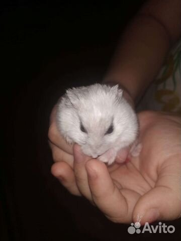 Джунгарский хомяк девочка