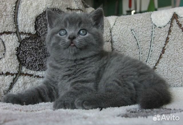 Британские котята