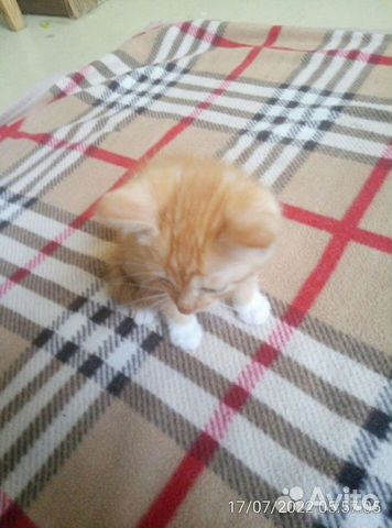 Рыжий котенок 2 месяца