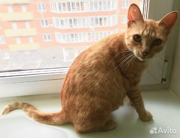 Кошки в добрые руки