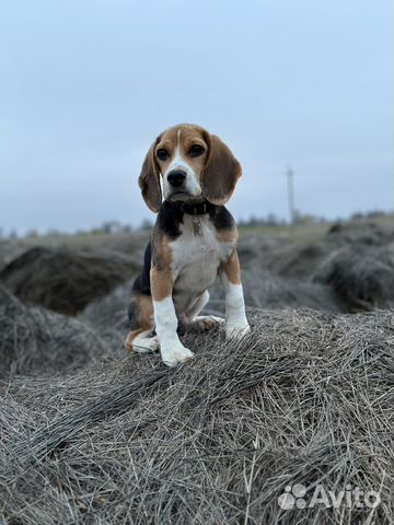 Щенок «Бигля»