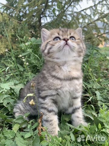 Маленький котёнок-тигрёнок золотая шиншилла