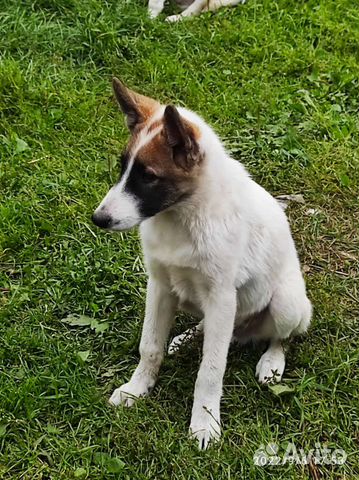 Щенок в добрые руки бесплатно