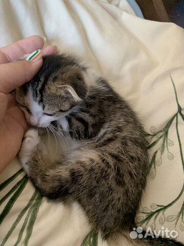 Котенок ищет дом
