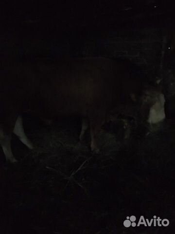 Быки на мясо