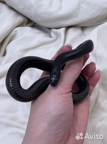 Королевская черная змея нигрита