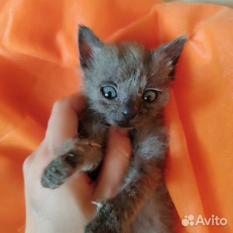 Плюшевый гномик ищет дом