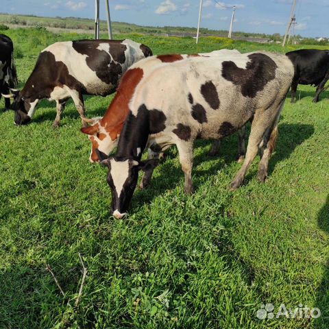 Телка на мясо