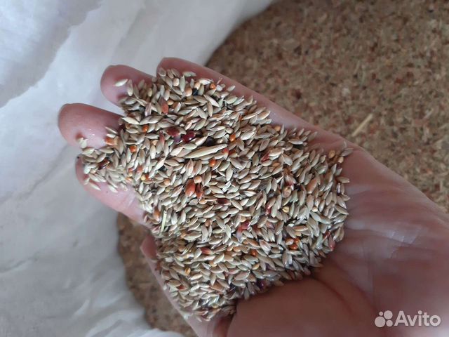 Канареечное семя