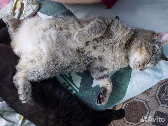 Шотландские котики