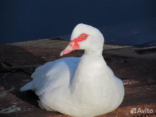 Муларды и Мускусная скороспелая утка Орвия Франция