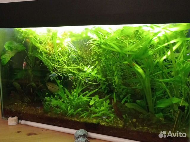 Аквариумные растения прополка