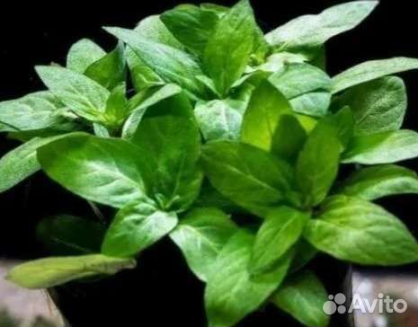 Стаурогин Репенс