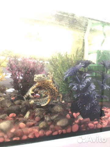Тритон с аквариумом