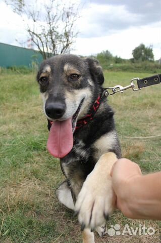 Бывшедомашний Боня с каждым днём угасает в приюте