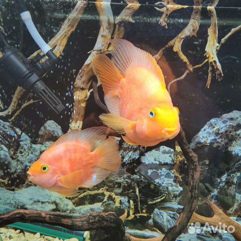 Рыба попугай