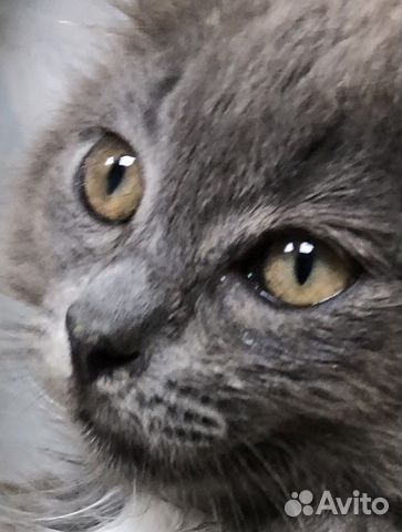 Русская голубая