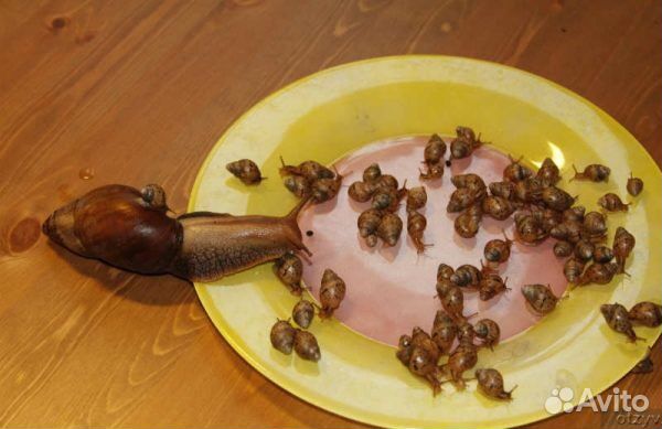 Улитка ахатина