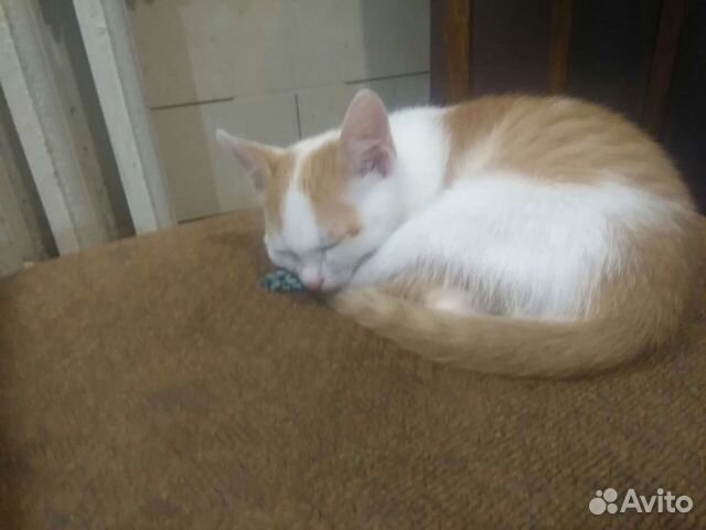 Кошка турецкий ван