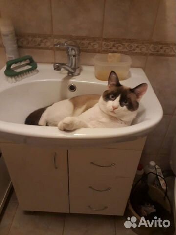Котик в добрые руки
