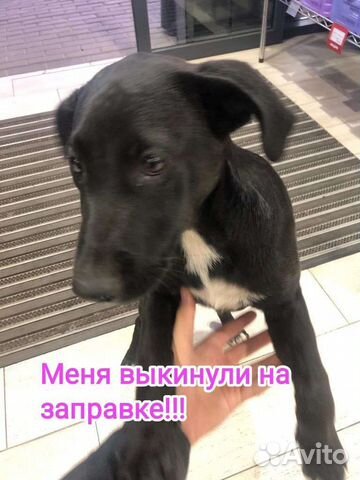Собака в добрые руки