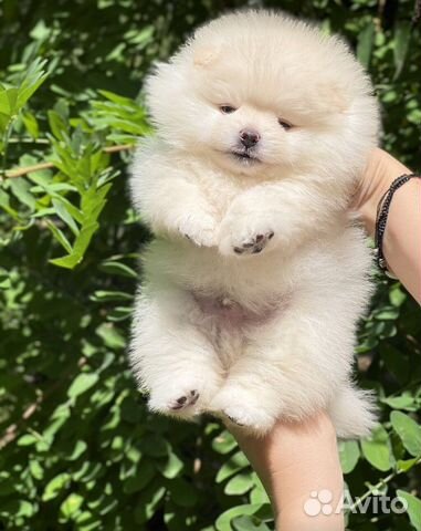 Померанский шпиц мини