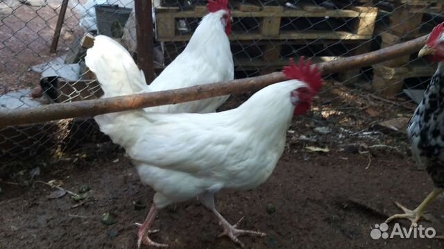 Петух порода Легорн