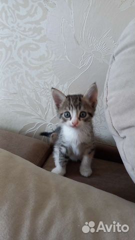 Кошки в добрые руки бесплатно