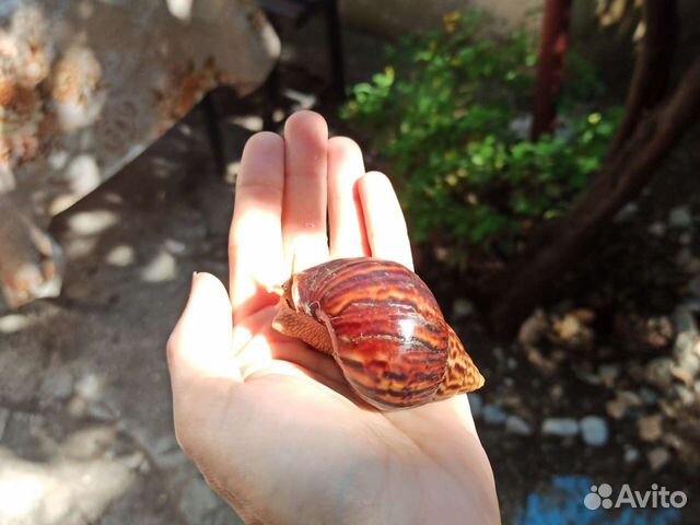 Улитка Ахатина