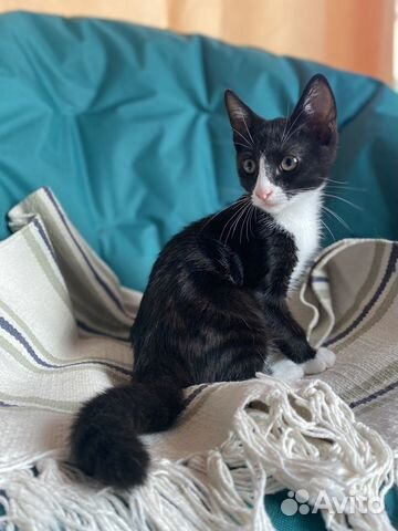 Отдам котика