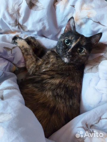 Котята в дар