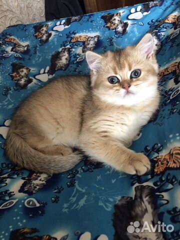 Британская очаровашка