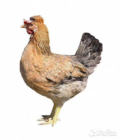 Яйцо инкубационное Доминант Гриншелл зеленое