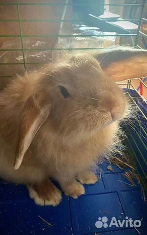 Декоративные карликовые кролики