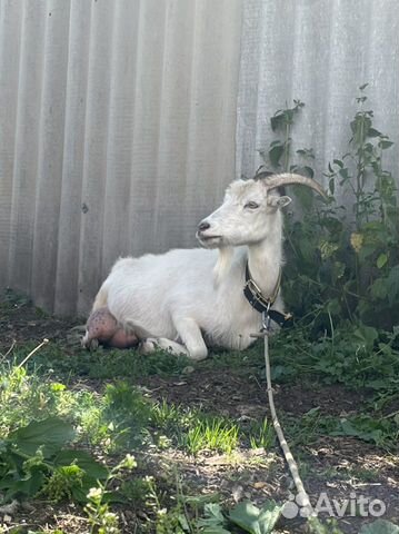 Коза дойная молочная