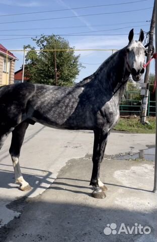 Жеребец орловский рысак