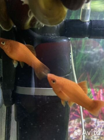 Меченосцы 2 самки и 1 самец