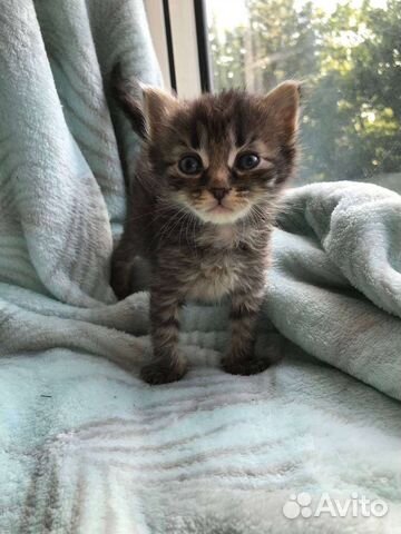 Котёнок (мальчик, 1 месяц) в добрые руки