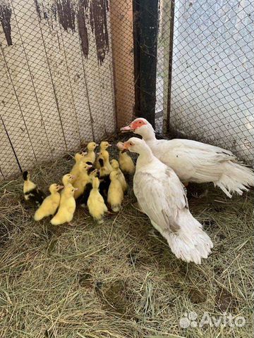 Утята индоутки и муларды