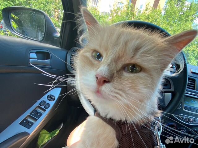 Карамелька Персиковна