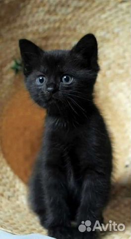 Котята ребята, 2 мес