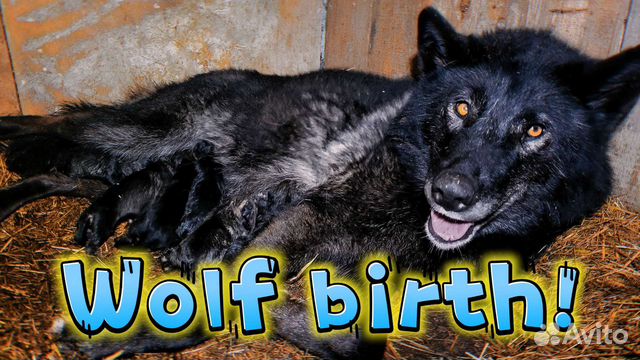 Чёрный волк