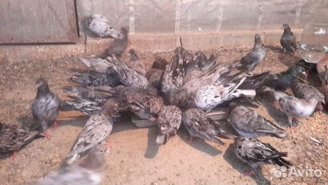 Мраморные бакинские голуби