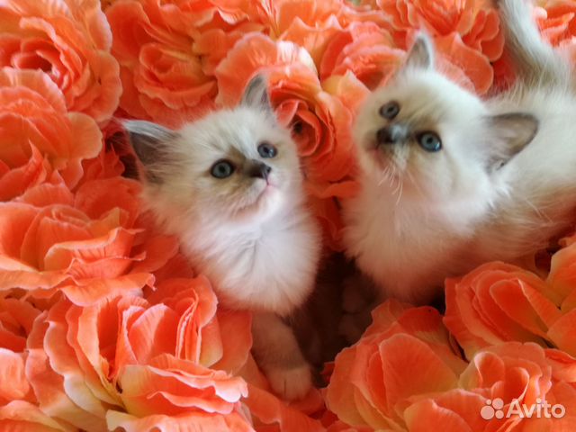 Священная брма - котики